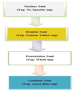 Generation Models of Seed Multiplication – Agri Articles